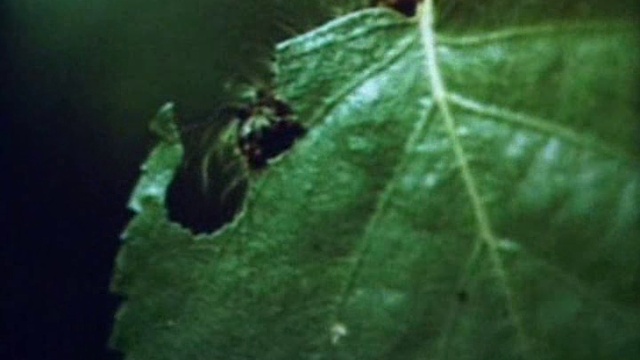 Лес и его значение