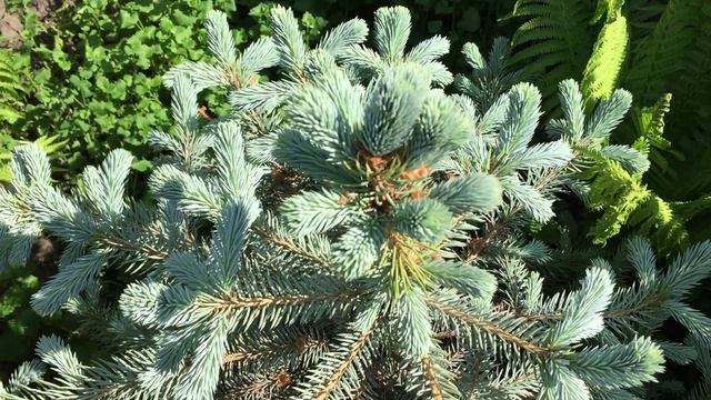 Черенки голубой ели переехали на дачу. Черенкование голубой ели