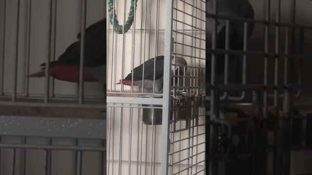 Общительный попугай Жако в клетке