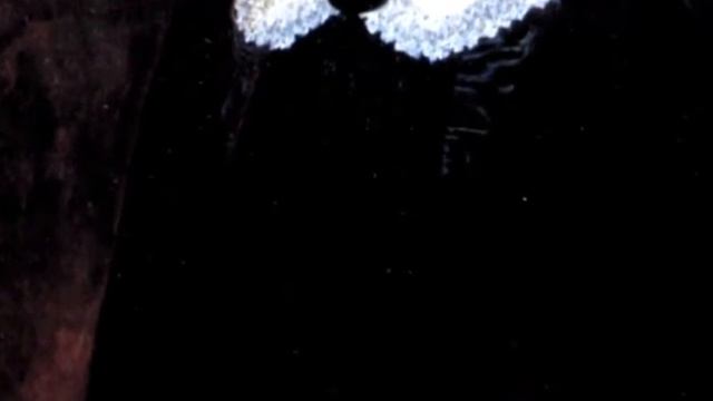 Мост над бездной Паолы Волковой. Ренуар и Ярошенко