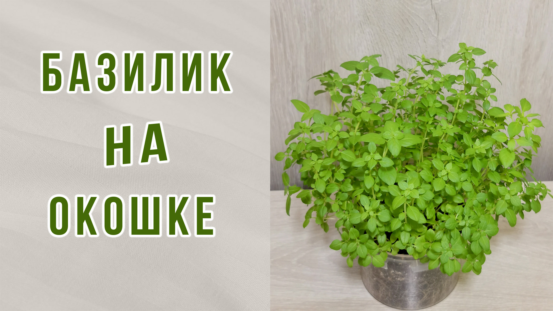 Как вырастить компактный БАЗИЛИК на окошке. Семена "Гавриш" отзыв.