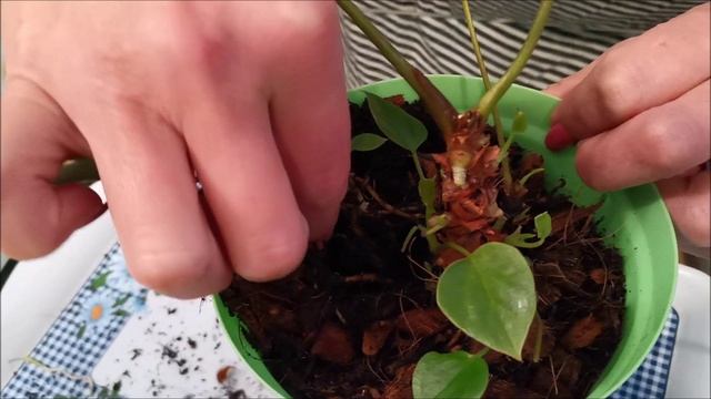 Отделение деток, наращивание новых корешков на антуриуме, как щадящий способ реанимации цветка.