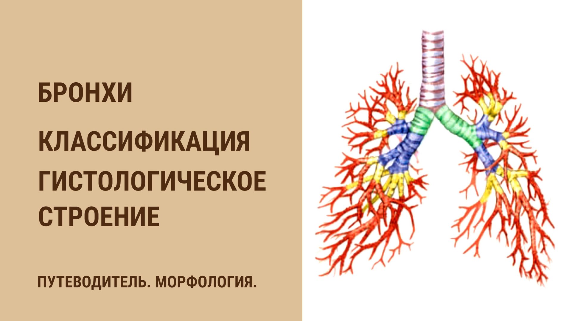 Бронхи. Классификация. Гистологическое строение