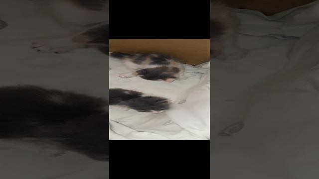Спанджи и Пинки ?
Sponge cat & Pinky