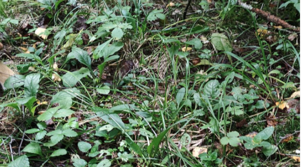 Грибы в начале лета.