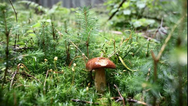 Калинников. Симфония n. 2 ля мажор (без видео). Исп. ГАСО СССР. Дир. Евгений Светланов