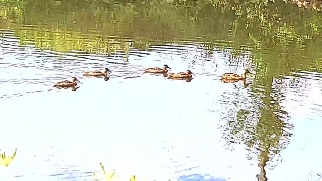 В пруду много уток