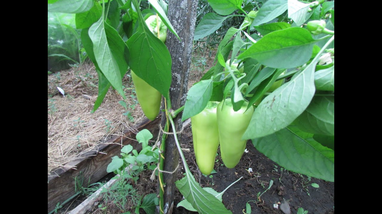 ПЕРЕЦ ДЖИПСИ МЕНЯ ПОКОРИЛ!