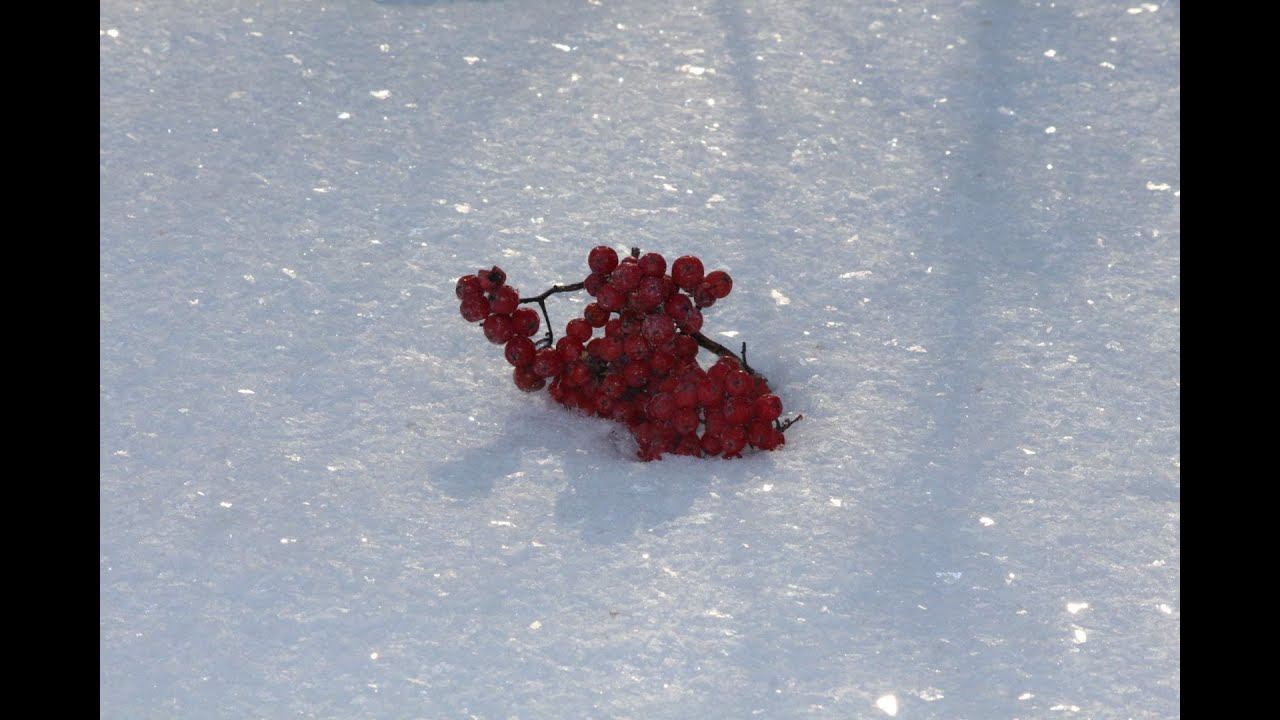 Зимние размышления(читает автор)