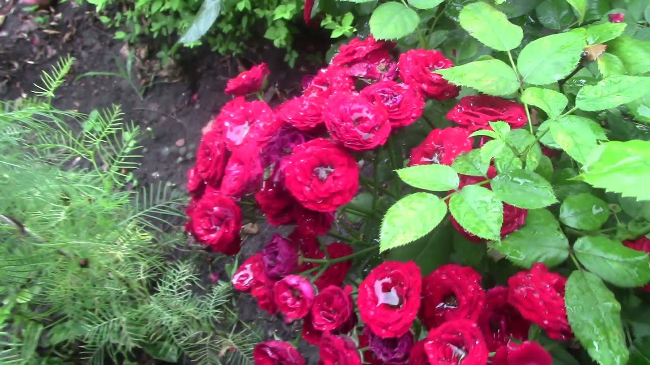 Особенности выращивания ипомеи квамоклит от посева до цветения.