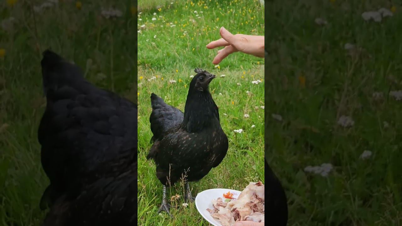 Лето. Деревня. Местная знаменитость - главная на районе, курица породы Аям Цемани.