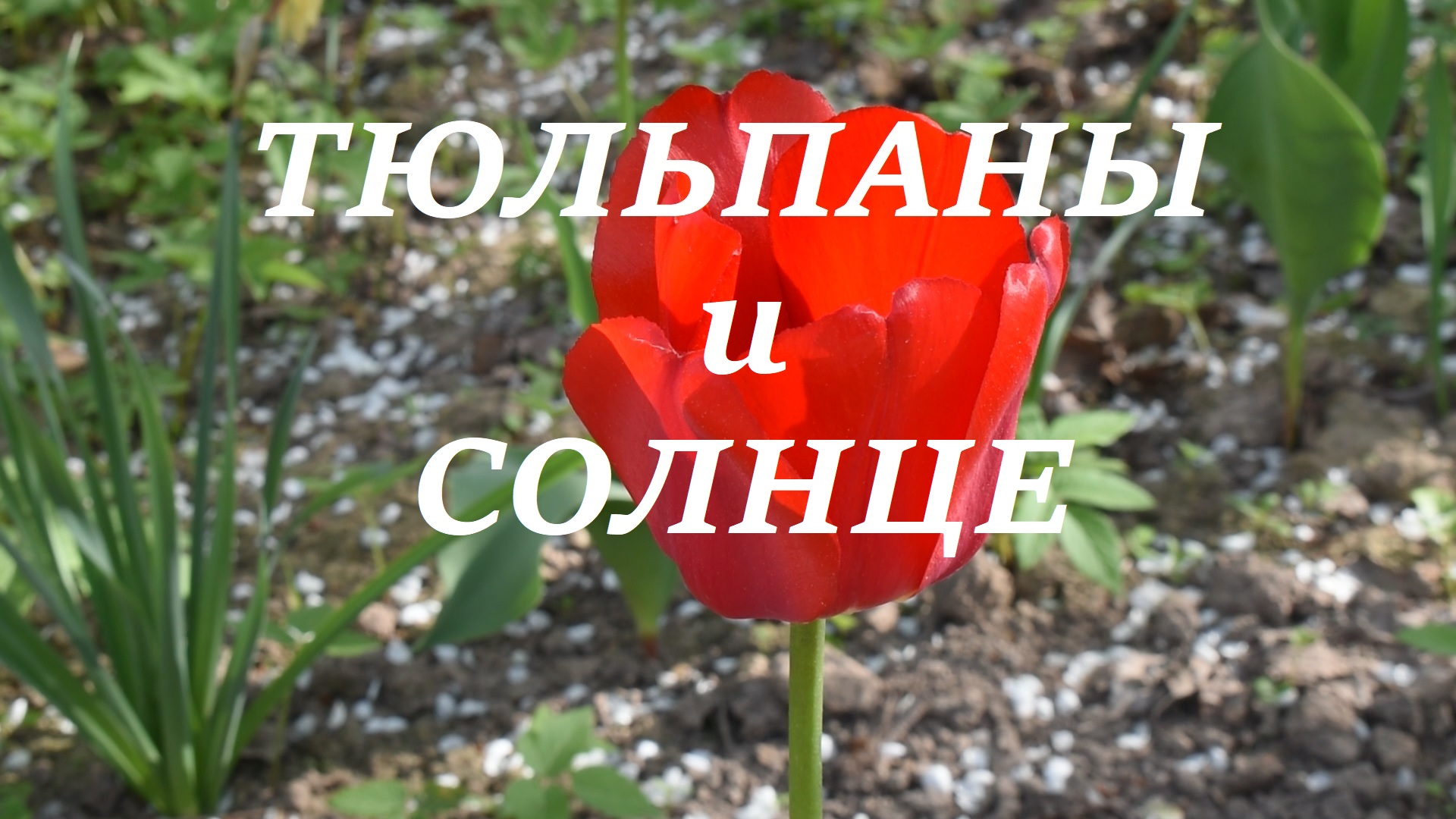 Весенний сад. Тюльпаны и солнце