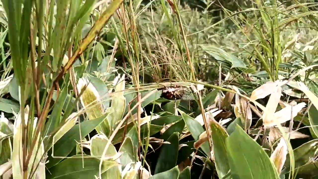 Шикотан. Цикада.