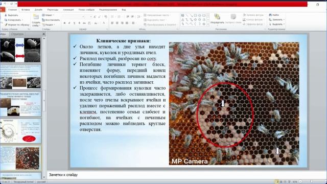 Биология клеща Тропи.