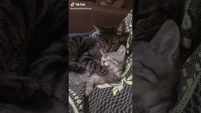 котики вместе))