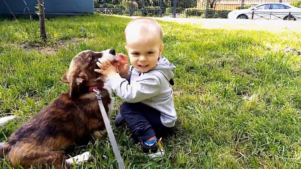 Щенки Вельш Корги Кардиган. Зайчик и Огонёк на первой прогулке.