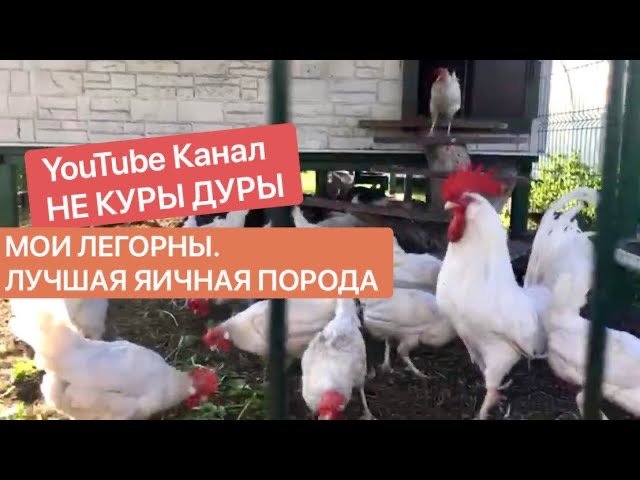 Мои ЛЕГГОРНЫ. Лучшая яичная порода. Едят ли куры арбуз.