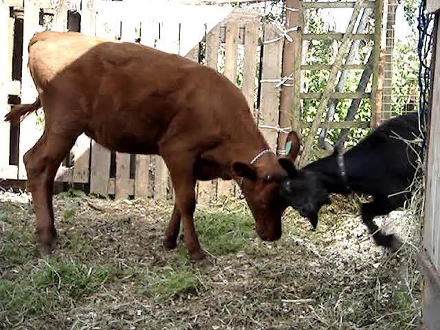 Дама и Обама 2012 год