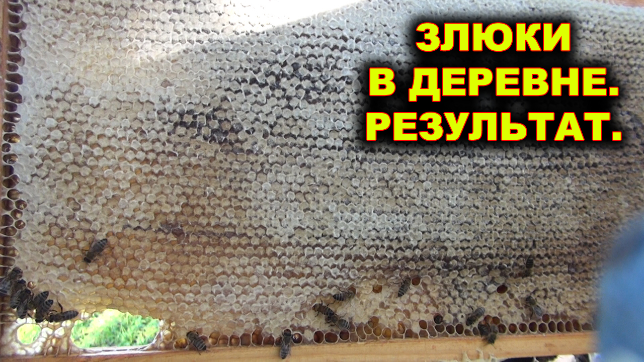 Что собрали злые пчёлы, увезенные в деревню.