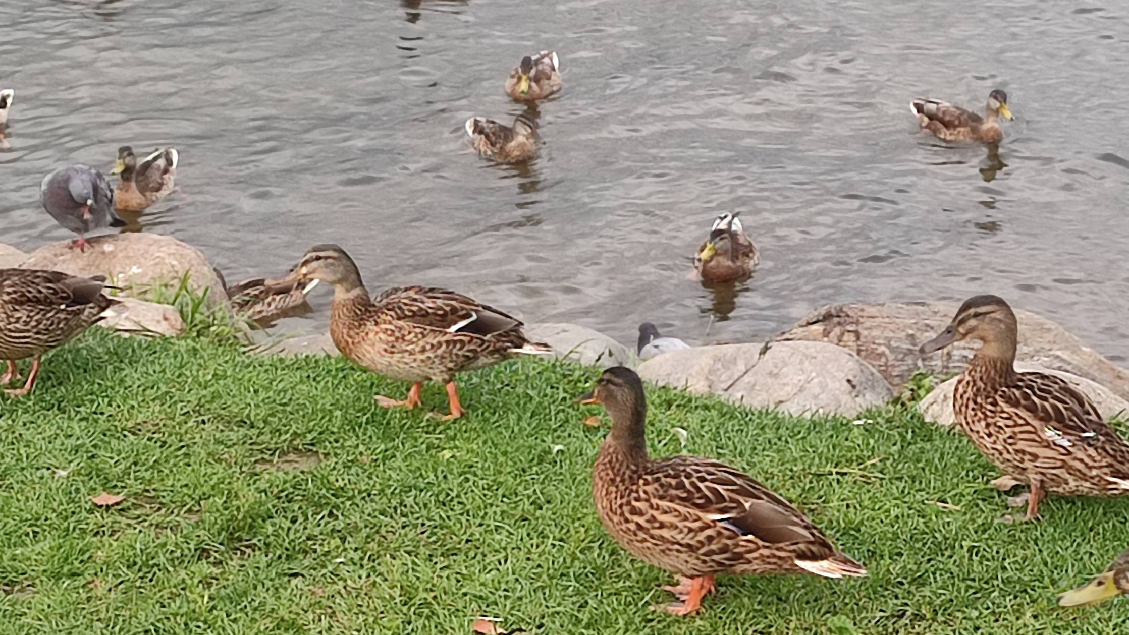 ВАЛДАЙ НАБЕРЕЖНАЯ ОЗЕРА 10.08.24