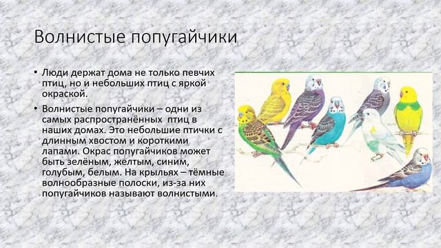 Попугаи, канарейки природоведение 6 кл.mp4