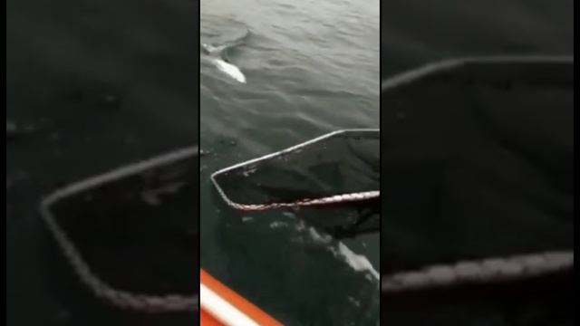 Ловля симы на оснащённую троллинговую блесну от Mr. Musurok #shorts