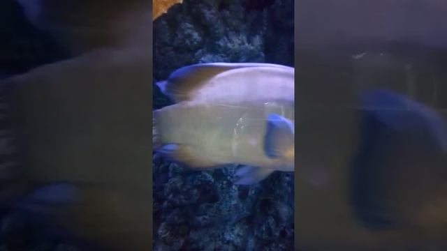 Мааааленькая такая рыбка