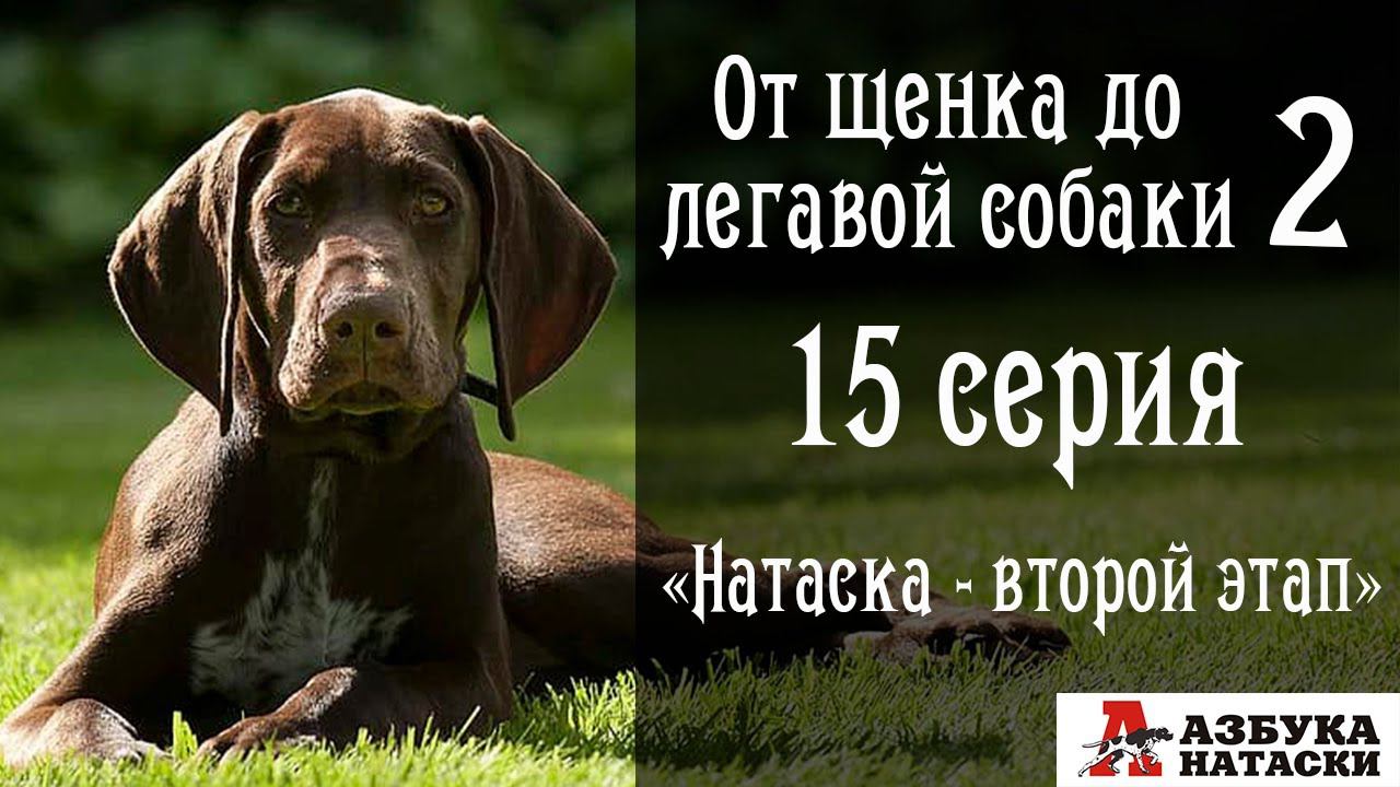 Второй этап натаски собаки!