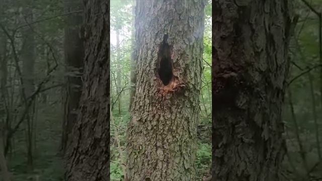 Природа г. Калуги