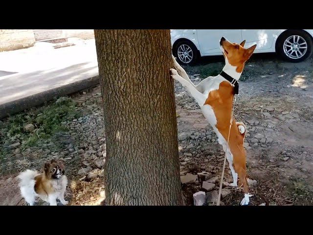 Слезай, нам только поговорить...  Кот  Лео & Джоли