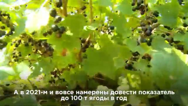 КФХ по выращиванию смородины в районе.
