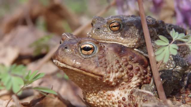 ЖАБЫ ИДУТ К ЛЯГУШКАМ