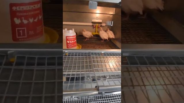 🐥Какую модель брудера для цыплят выбрать_ с ДИММЕРОМ или ТЕРМОРЕГУЛЯТОРОМ__ #брудер #ферма #shorts