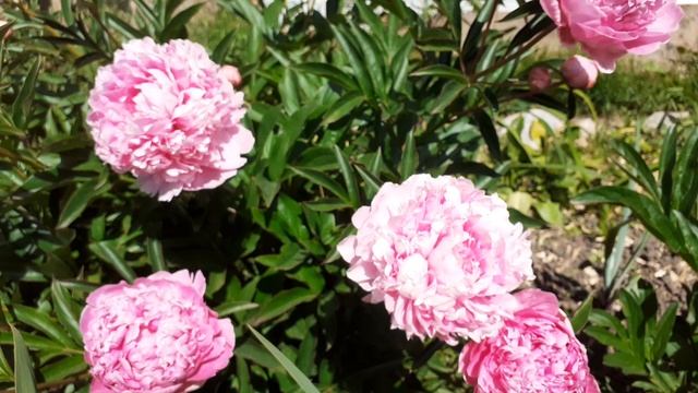 пион САРА БЕРНАР