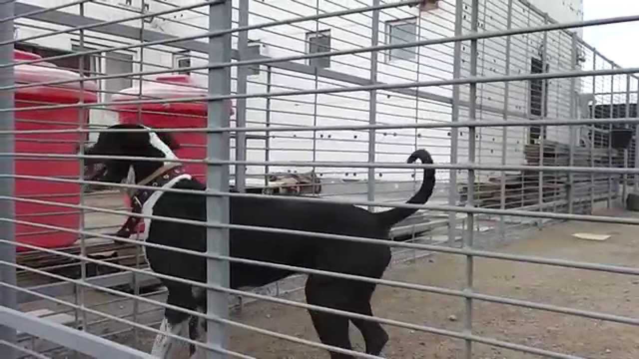 Гость нашего Центра Айк и наша Намира..