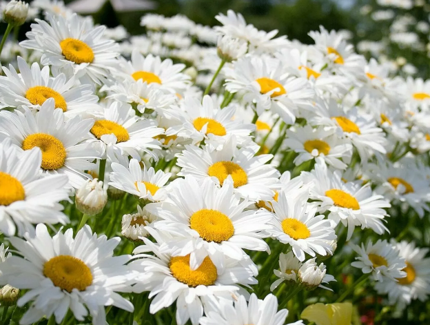 Какое лето без ромашек... Автор текста Солонина Елена. Стихи о жизни.