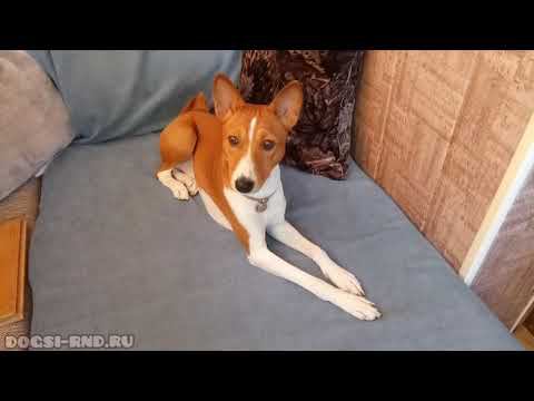 Лео собирается на прогулку. 20.08.2020