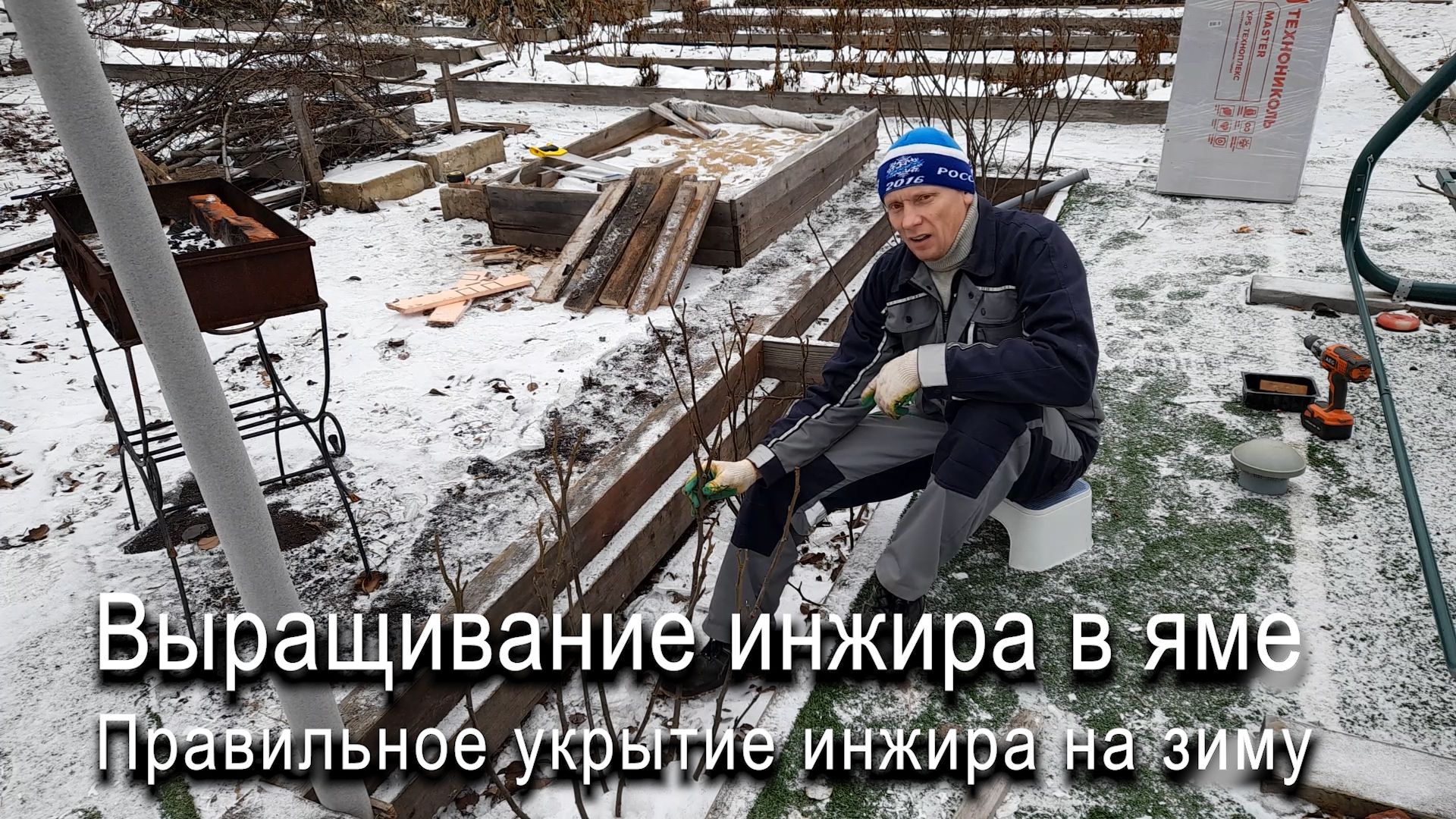 Выращивание инжира в яме. Правильное укрытие инжира на зиму #ТриЭкоСад