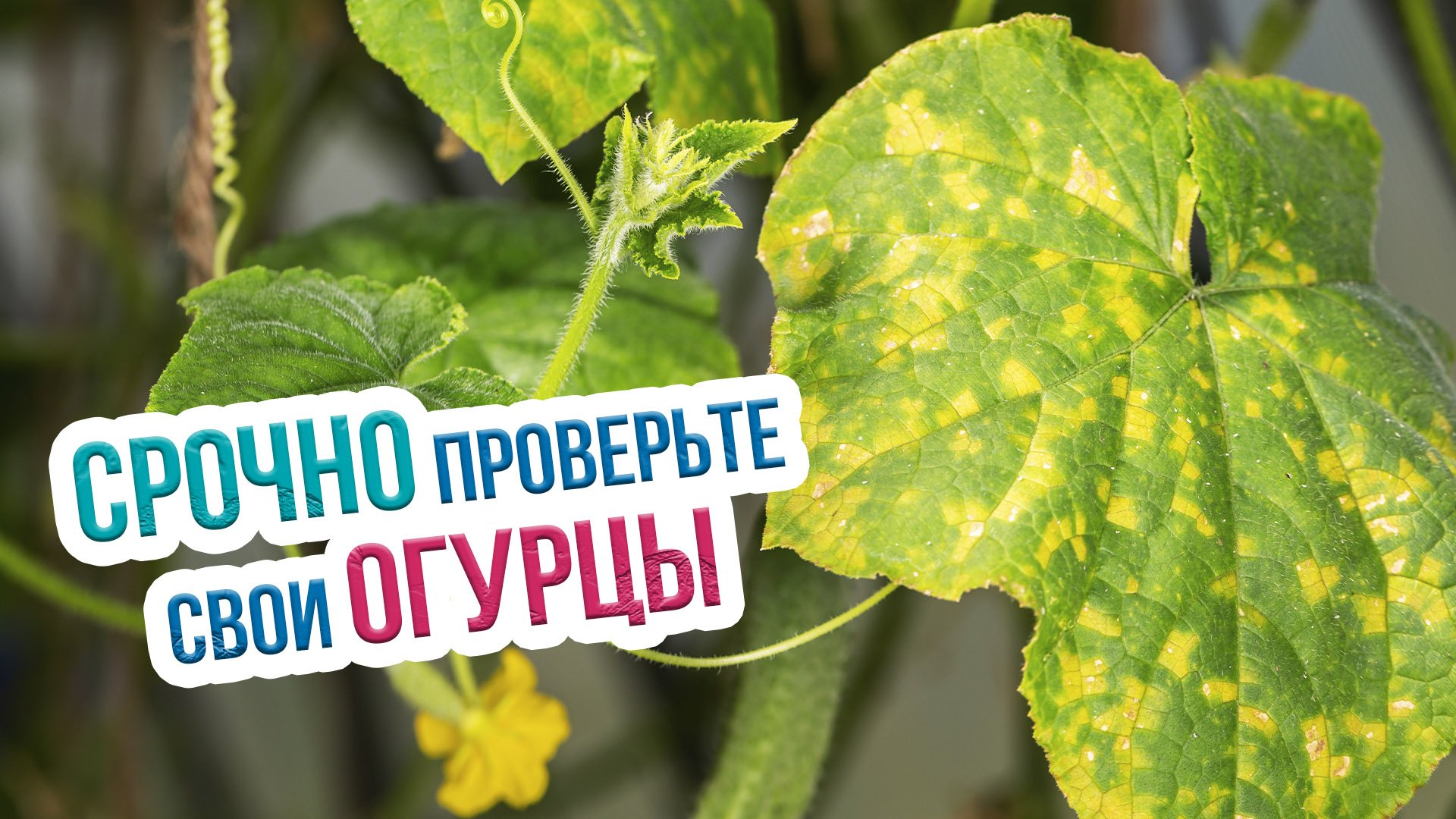 Как бороться с ложной мучнистой росой на огурцах? Лечение пероноспороза огурцов