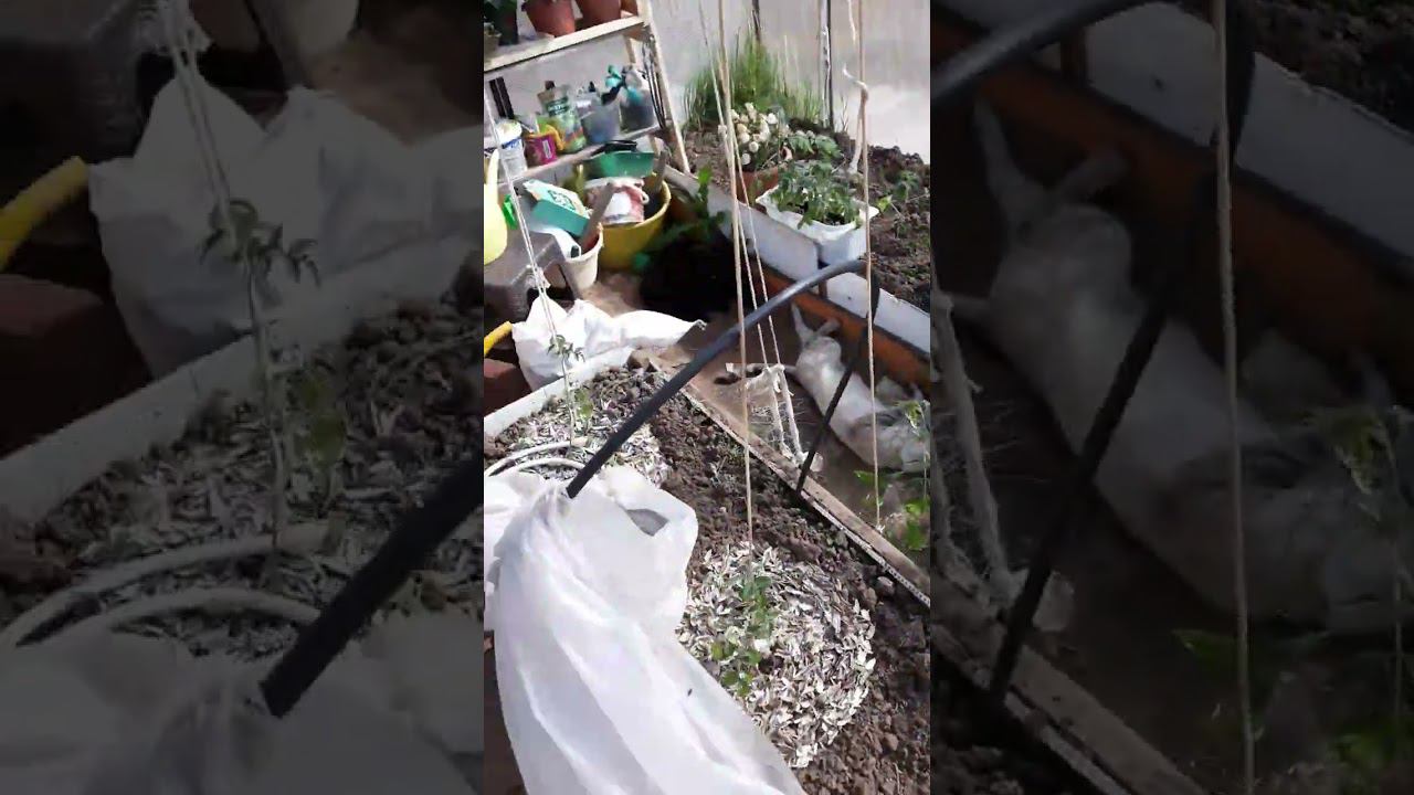 Сон-час в теплице