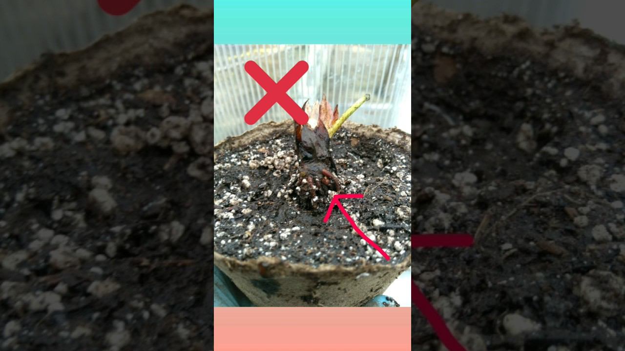 Урок 24. Саженцы клубники погибнут, если не будете этого знать!