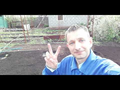 Новая шпалера на винограднике и новые кусты винограда