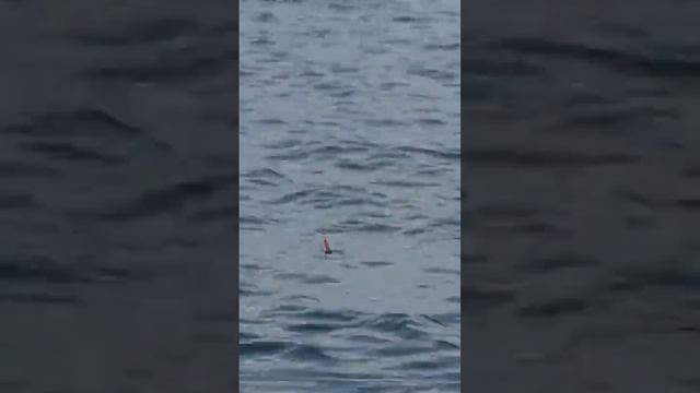 Ловля бычка на поплавок