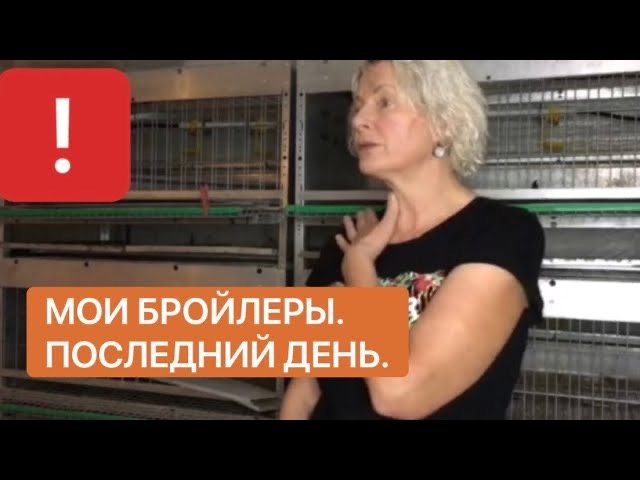 Выращивание бройлеров. Последний день. Убой бройлеров.