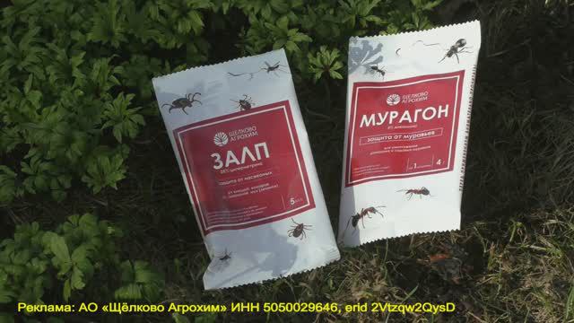 Борьба с вредными насекомыми на даче