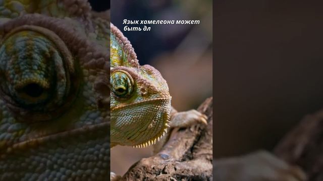 Хамелеон