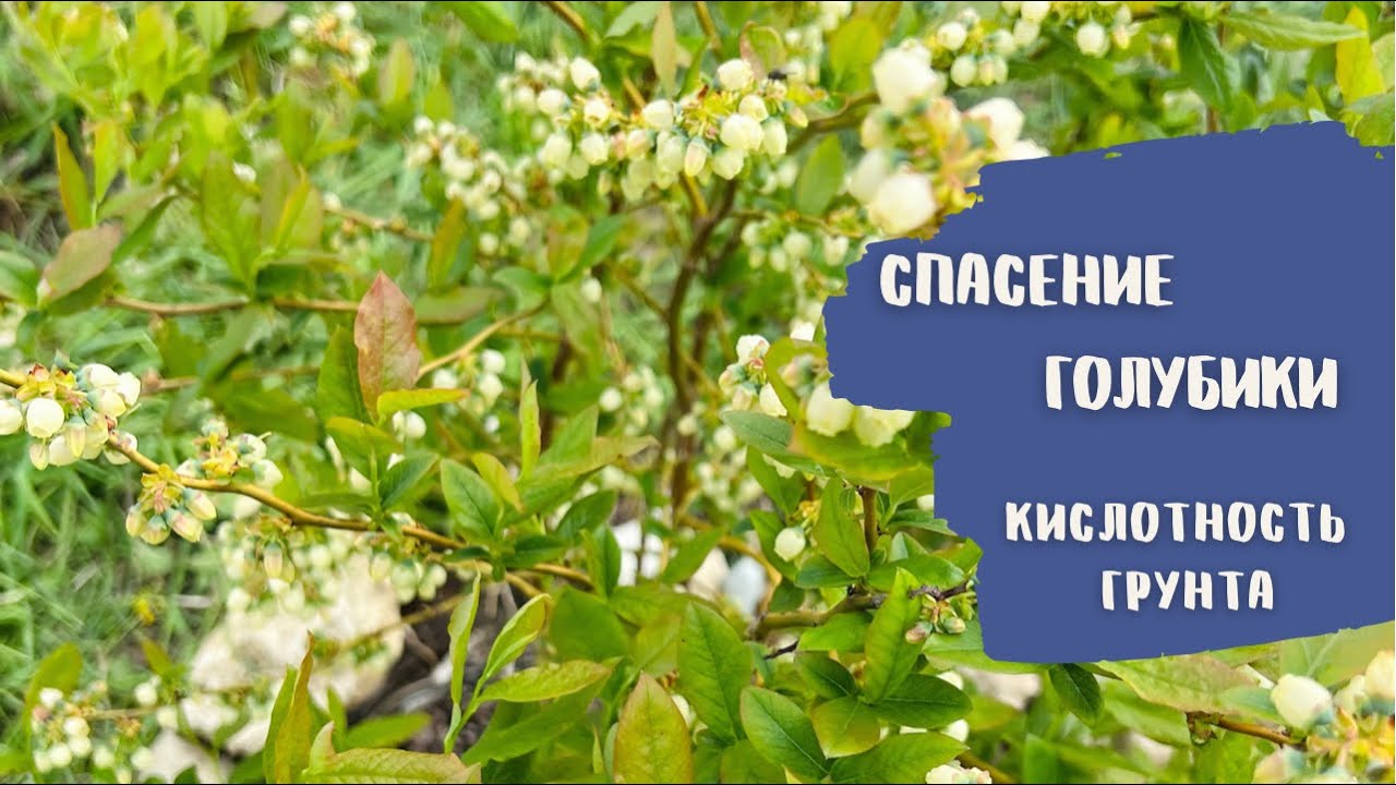 Эффект от подкисления серой | Измеряю кислотность