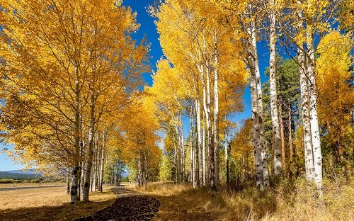 МУЗЫКА  NSR2887 - Медленно уходит осень ( кавер Юрий Шатунов ).mp3