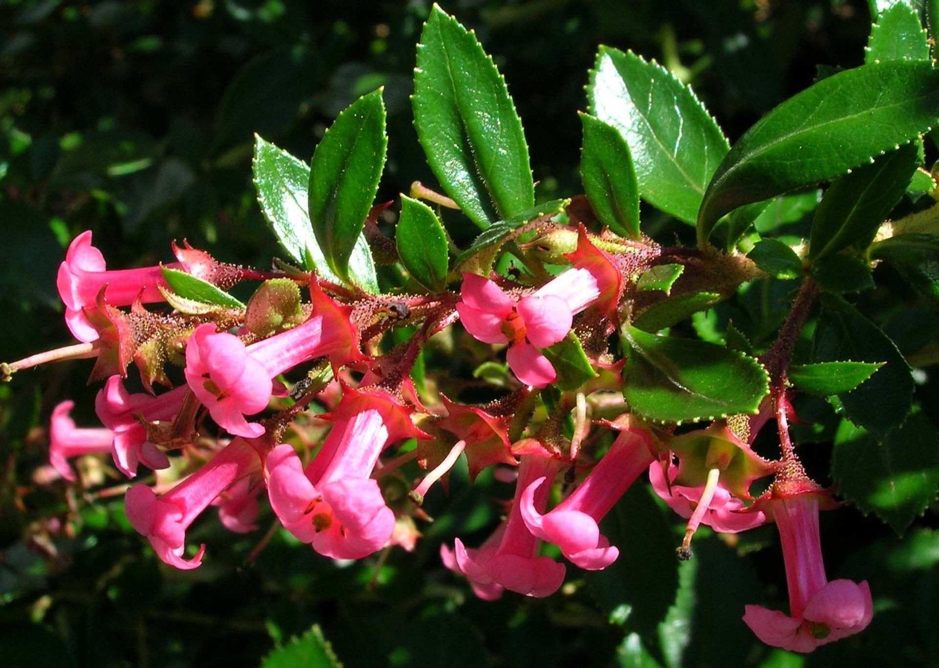 Вечнозелёная эскаллония РЕЛАКС ТЕРАПИЯ ИМПРОВИЗАЦИЯ композитор Виктор Анохин #музыка #piano #цветы