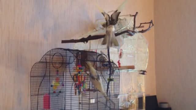 У нас новый попугай появился друг для нашей Ричи - Кеша лютино. Пух и перья попугаев собираю и коплю